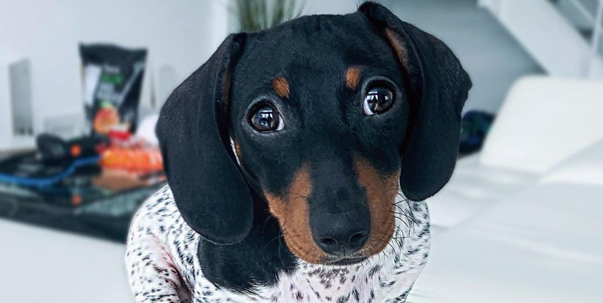Mød Moo: Den unikke hund med hoved som en gravhund og krop som en ...