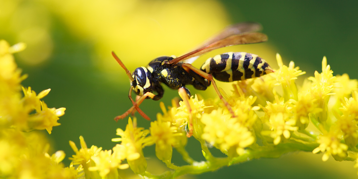 Slip af med hvepsene i haven: Disse 4 stauder holder dem væk
