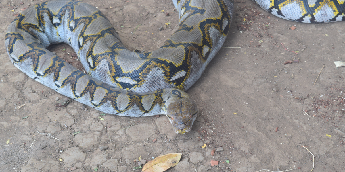 Grusomt: Kvinde fundet død i kæmpe pythonslange