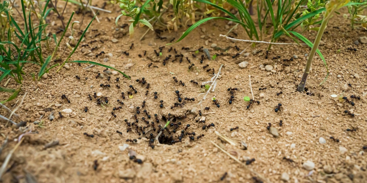 Døjer du med myrer i græsplænen? Sådan får du dem væk